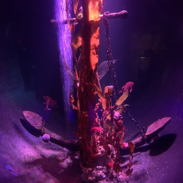 Sea Life London Aquarium - Waterloo - 130 tips