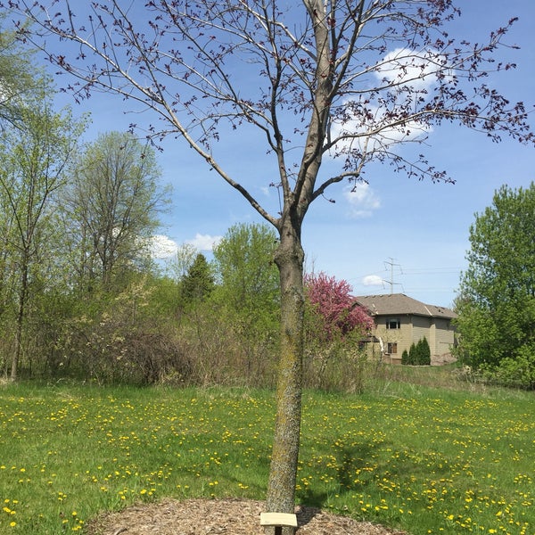 Maple Grove Arboretum - Hiking Trail in Maple Grove