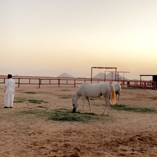 مربط الركيان للخيل العربية الأصيلة - مصدة - Ad Dawadimi, منطقة الرياض‎