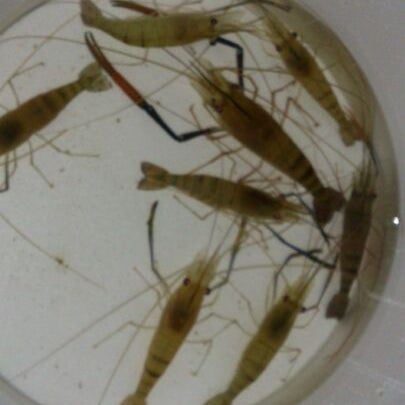 Kolam Memancing Udang D'Mesah - Gopeng, Perak