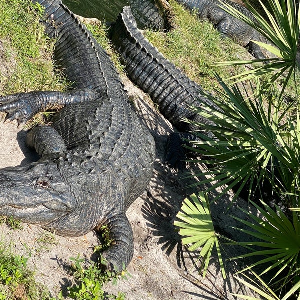 American Alligator Exhibit - Busch Gardens