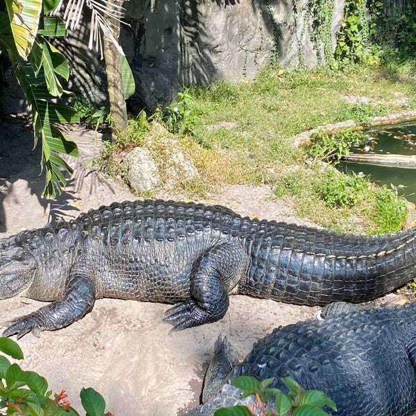 American Alligator Exhibit - Busch Gardens