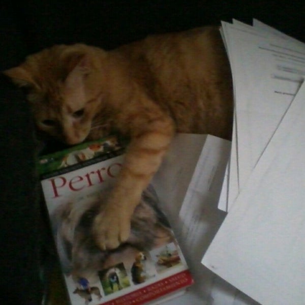 El Arca - Non-Profit Organization in Florida, Vicente Lopez