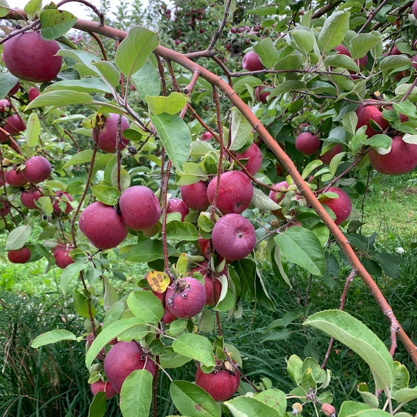 Thompson's Apple Orchard - 6 tips