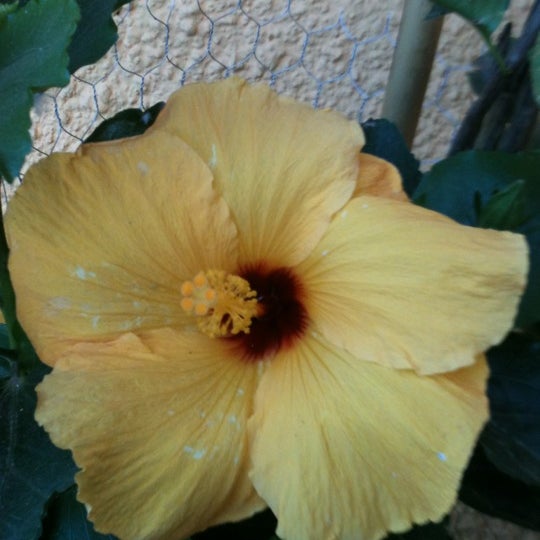 El Jardín de Mimí - Garden Center in Guanajuato