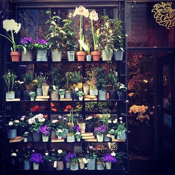 Flower - Saint Thomas d'Aquin - 0 tips