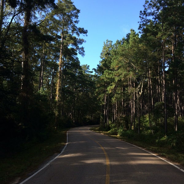 Sam Houston National Forest - Forest