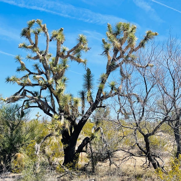 Joshua Tree National Forest - Park
