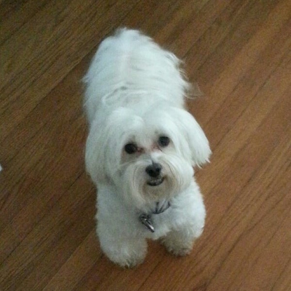 Prestigious Pets Dallas Dog Walking and Pet Sitting - Dallas, TX