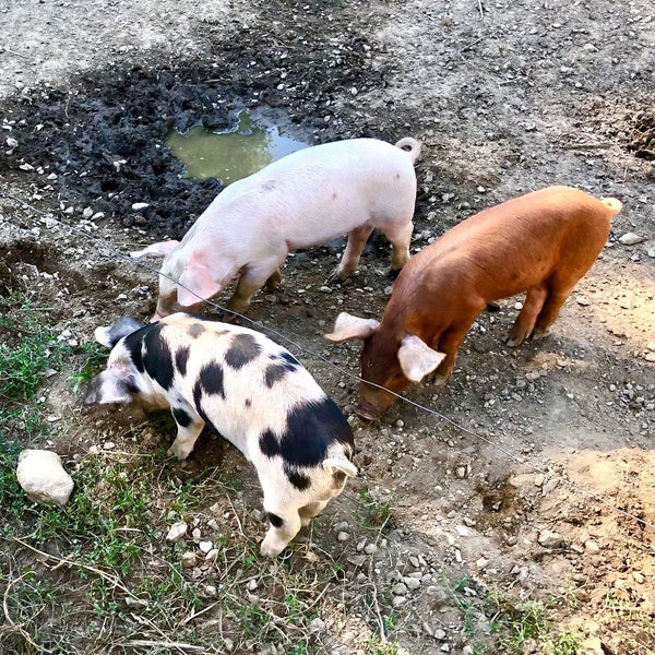 The Friendly Farm - Farm