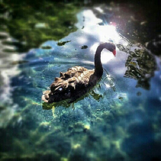 Western Springs Park - Western Springs - 731 Great North Rd