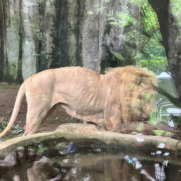 Cat Complex - Zoo Exhibit in Si Racha