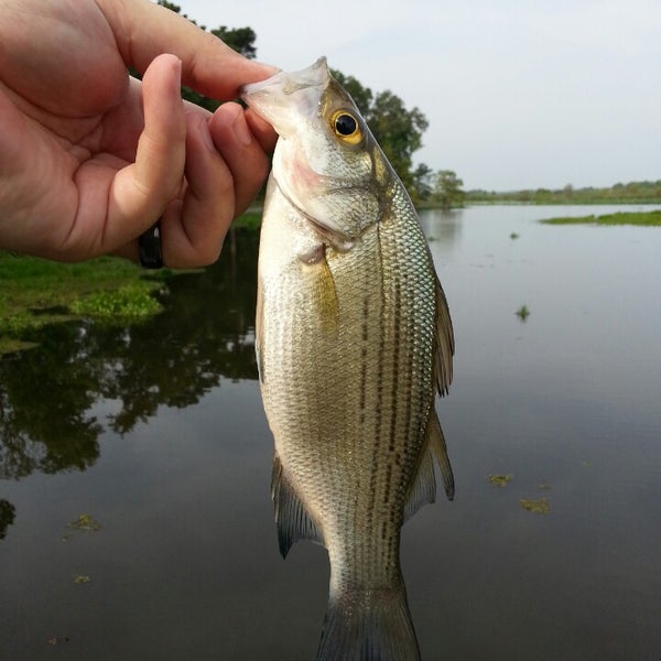 Martin Dies Jr. State Park