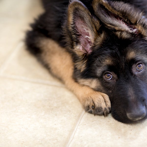 Pink Pucci Dog Grooming, Training & Day Care - Pet Supplies Store in ...