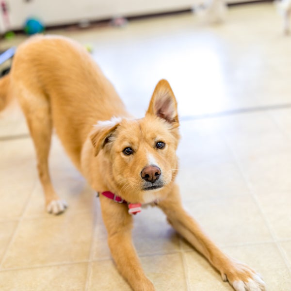 Pink Pucci Dog Grooming, Training & Day Care - Pet Supplies Store in ...