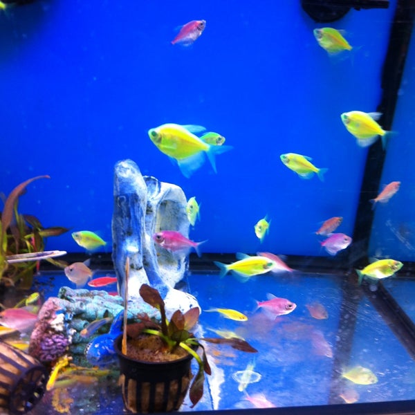 Neon Fish Walmart
