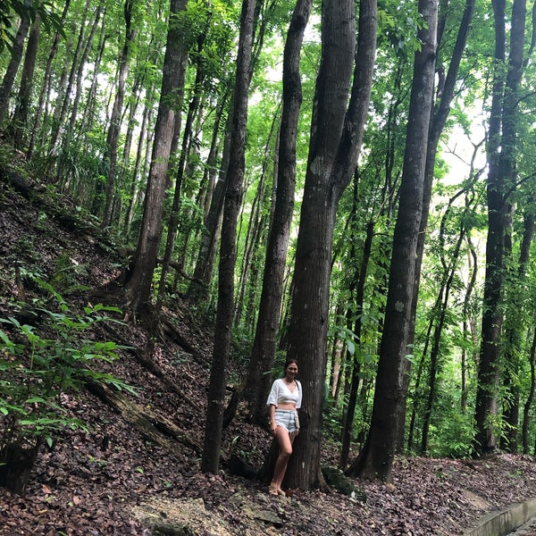 Man-Made Forest - Park in Bilar, Bohol