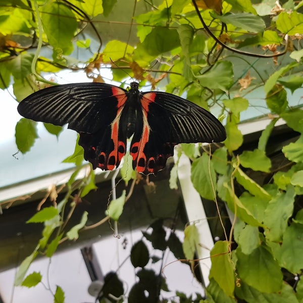 Butterfly Garden at the Museum of Science, Boston - East Cambridge - 5 tips