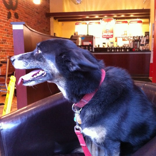 Photos at Java Moose Coffee House - Saint John, NB