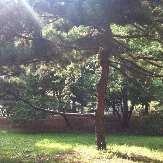 Photos at Arthur Ross Pinetum - Central Park - Central Park W