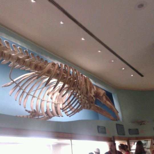 Photos at Osteology: Hall of Bones - Smithsonian's National Museum Of ...