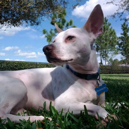 Avalon Dog Park - Orlando, FL