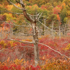 Finzel Swamp - Finzel, MD