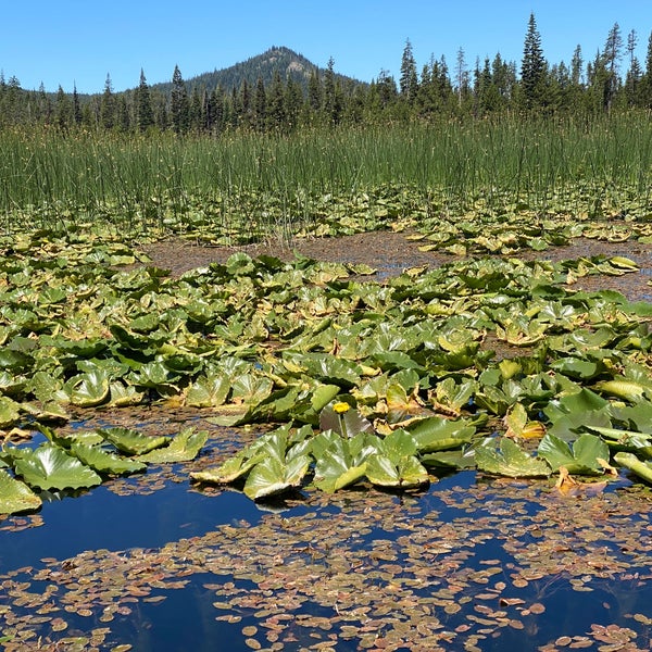 Hosmer Lake - 59 visitors