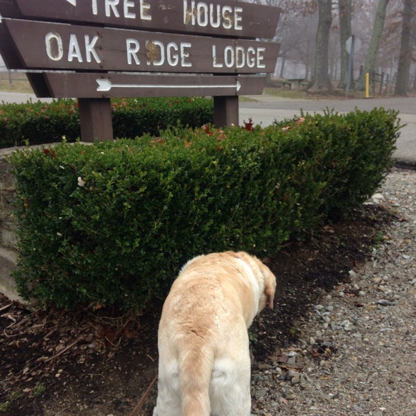 Mount Airy Forest Treehouse - Mount Airy - 68 visitors