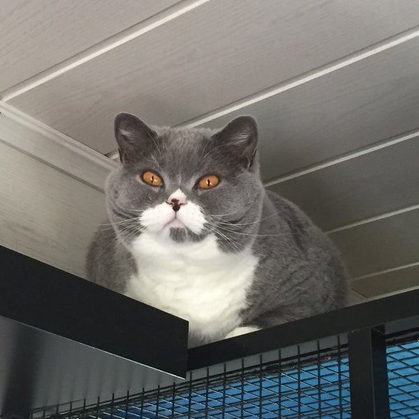 Kattenhotel Lummen - 1 tip