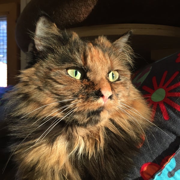 Kattenhotel Lummen - 1 tip