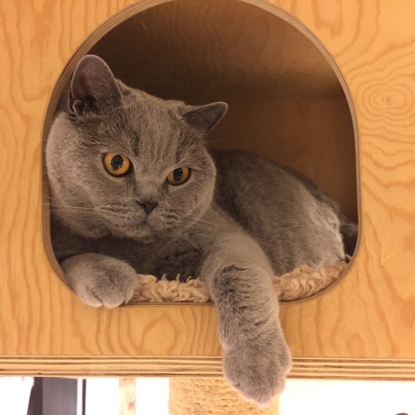 Kattenhotel Lummen - 1 tip