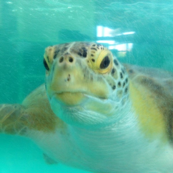 Sea Turtle Inc - Zoo in South Padre Island