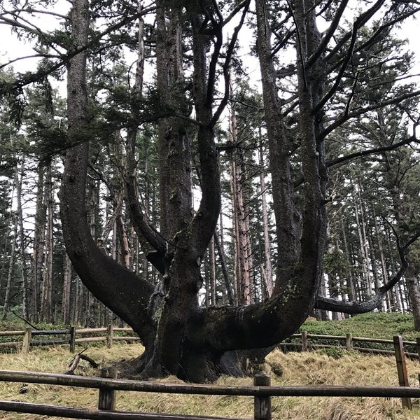 Photos at Octopus Tree - Cape Meares Lighthouse Dr