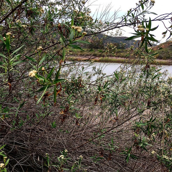 Barbara's Lake - Laguna Woods, CA