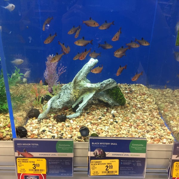 Red Minor Tetra Petsmart