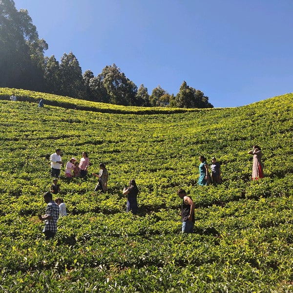 The Tea Factory - Tea Room