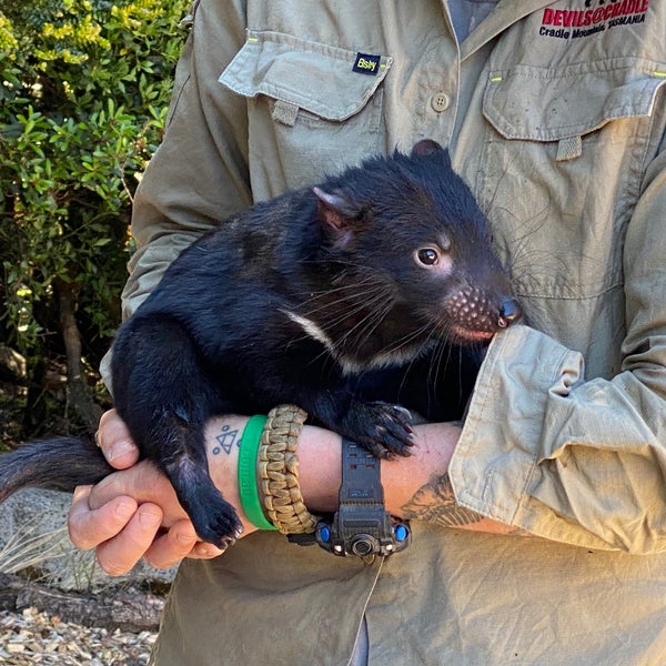 Devils@Cradle - 3950 Cradle Mountain Rd