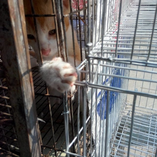 Katabon Pet Market