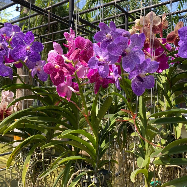 Air Orchids & Lab - บ้านบางระกำ, จังหวัดนครปฐม
