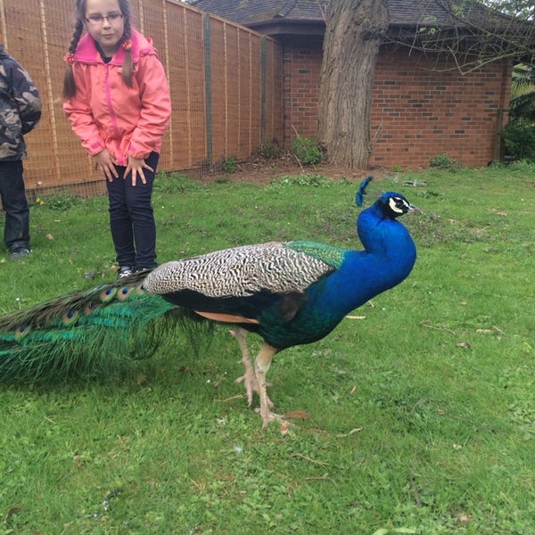 Photos at Beale Wildlife Park - Zoo in Lower Basildon