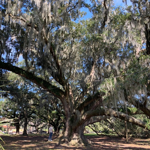 McDonogh Oak - Tree in City Park