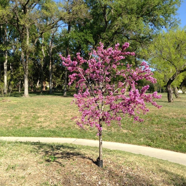 Photos at Big Stacy Pool - 700 E. Live Oak St.