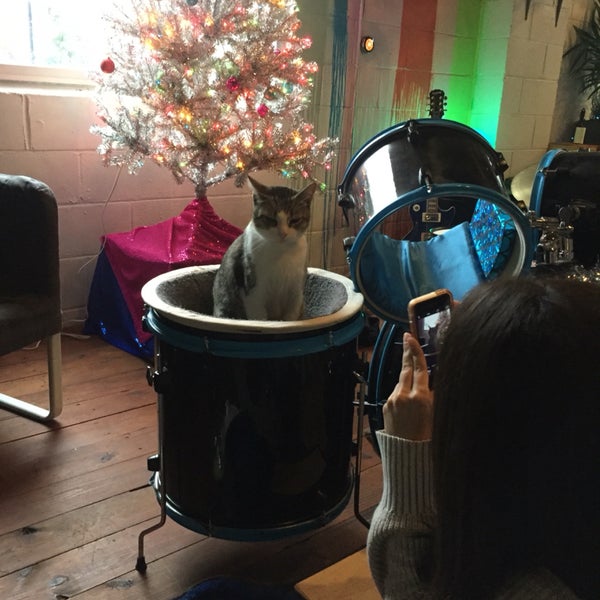 Blue Cat Cafe (Now Closed) - East Cesar Chavez - Austin, TX