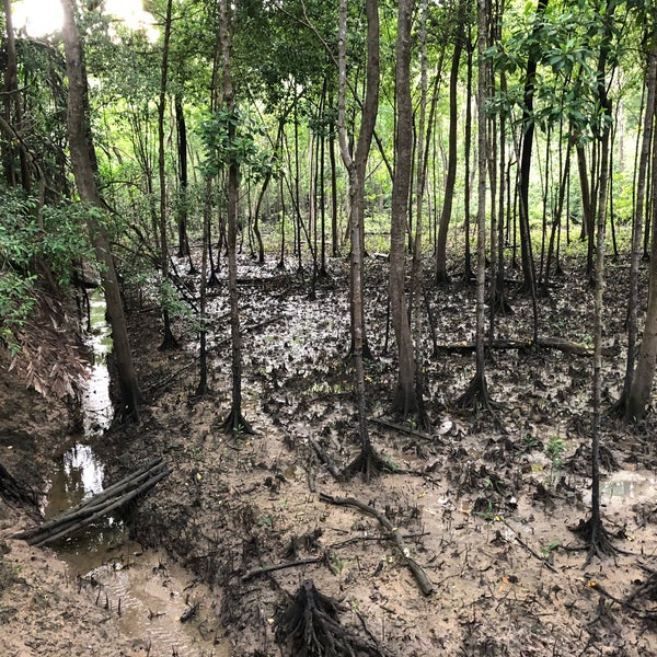 Pasir Ris Park - Pasir Ris Mangrove Swamp - Pasir Ris - Pasir Ris Park