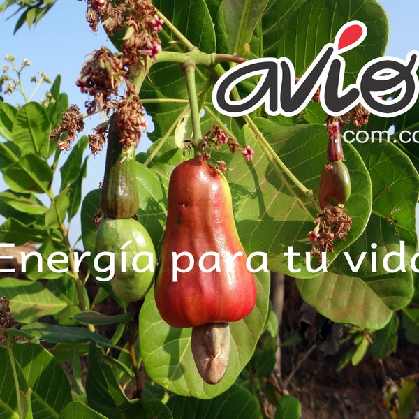 AVIO Frutos secos - 6 tips