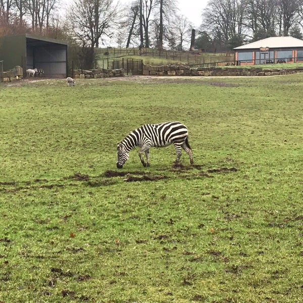 Photos at Longleat Safari & Adventure Park - Zoo