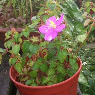 Photos at Kin Yan Agrotech Pre Ltd - Farm in Singapore