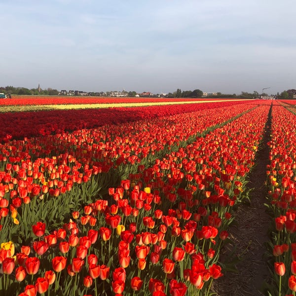 Lisse