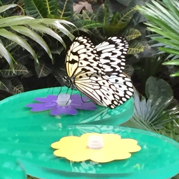 Photos at Vlindertuin - Zoo Exhibit in Antwerpen